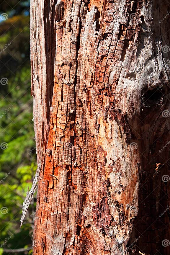 Decomposing Tree stock photo. Image of bark, detail, nature - 22291552