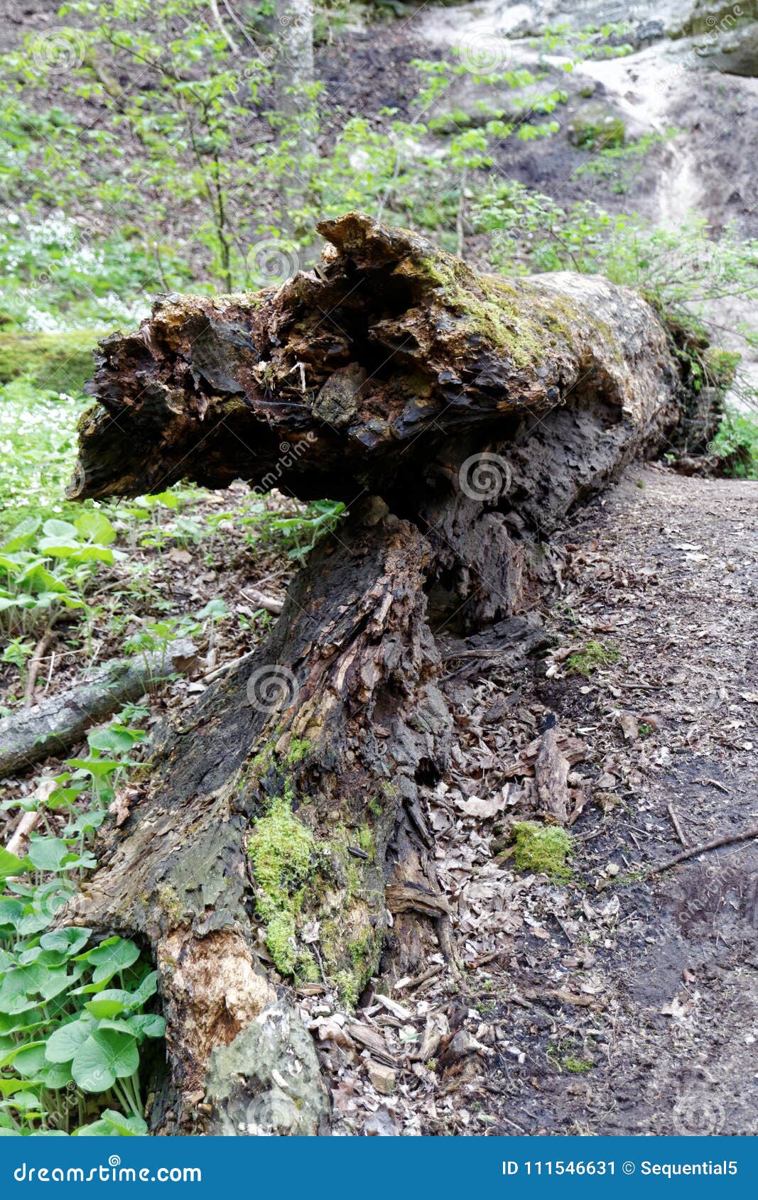 A Decomposing Tree in a Forest Stock Image - Image of leaf, environment ...