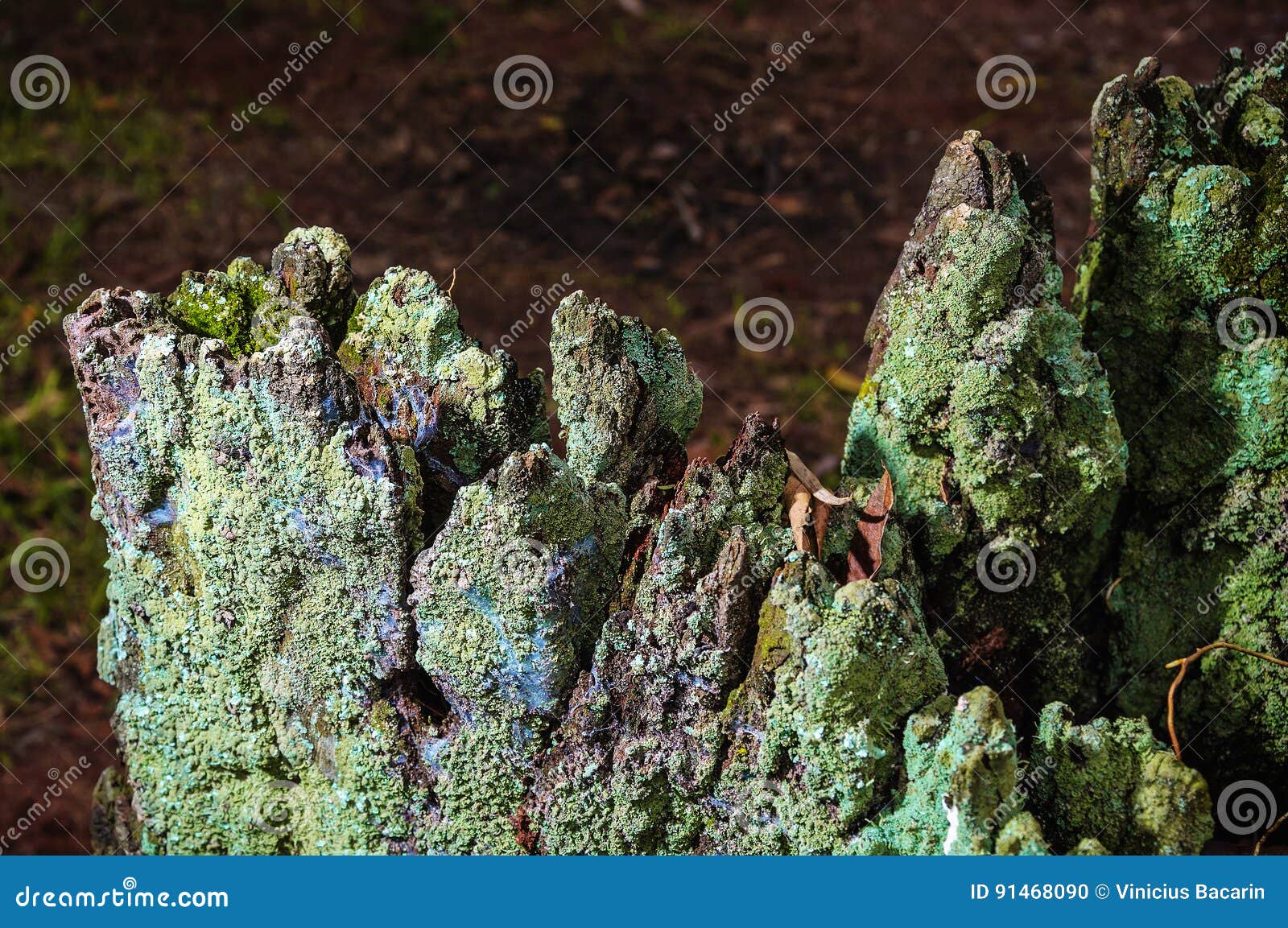A Decomposing Tree Stump In Springtime At Burr Pond State Park Stock ...