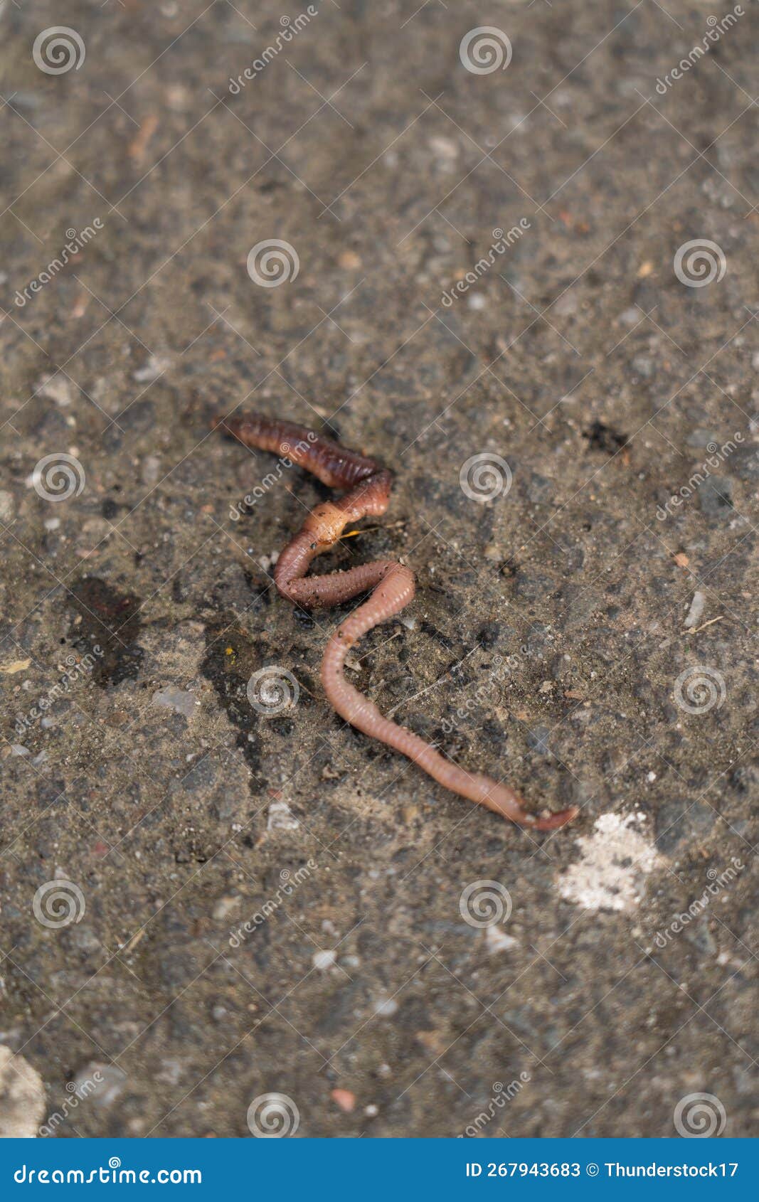 Decomposing worm on street stock image. Image of concrete - 267943683