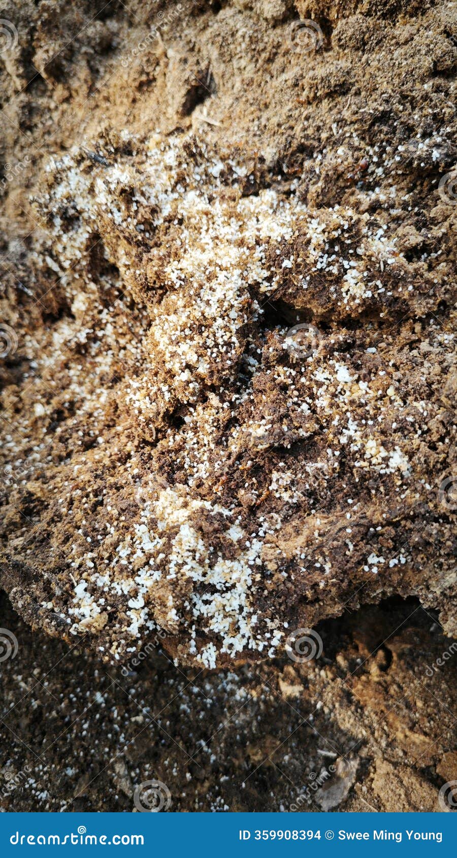 Decomposition of Wood Dust the Little Red Fire Ants Nest. Stock Photo ...
