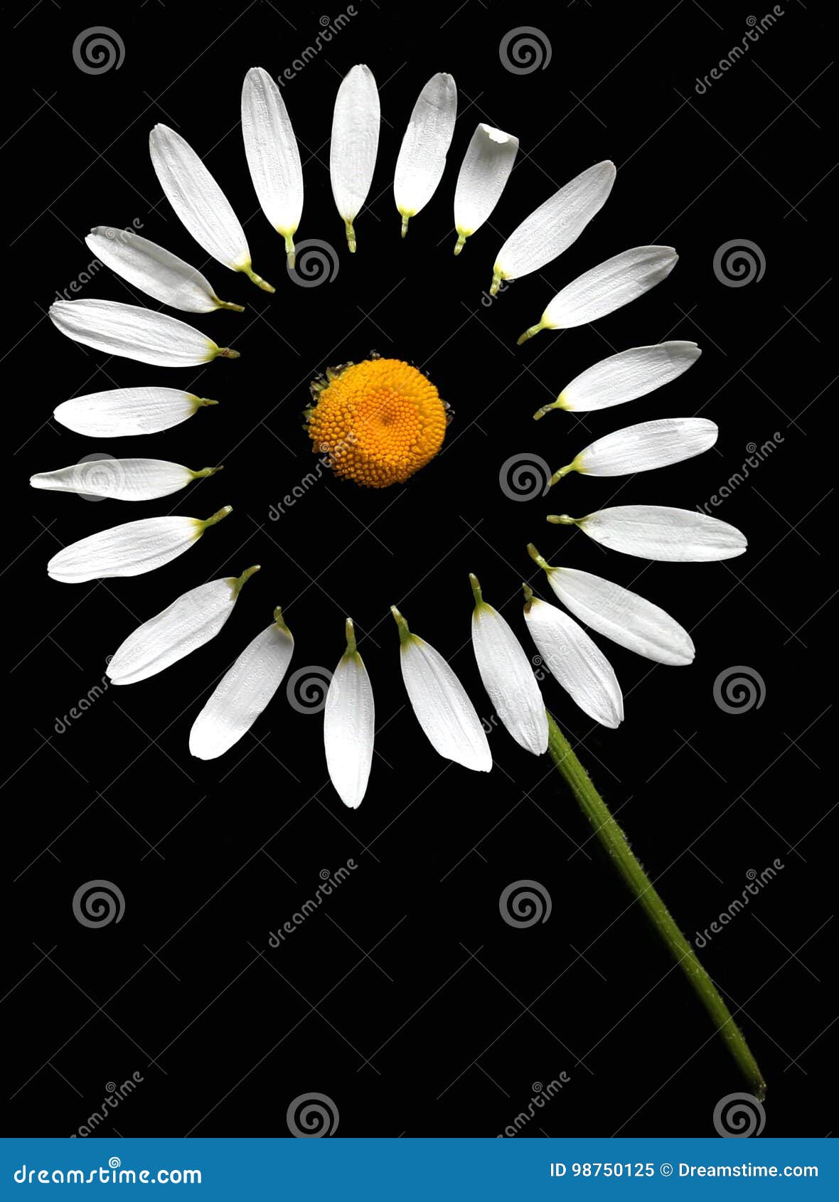 Deconstructed stock image. Image of artistic, life, stem - 98750125