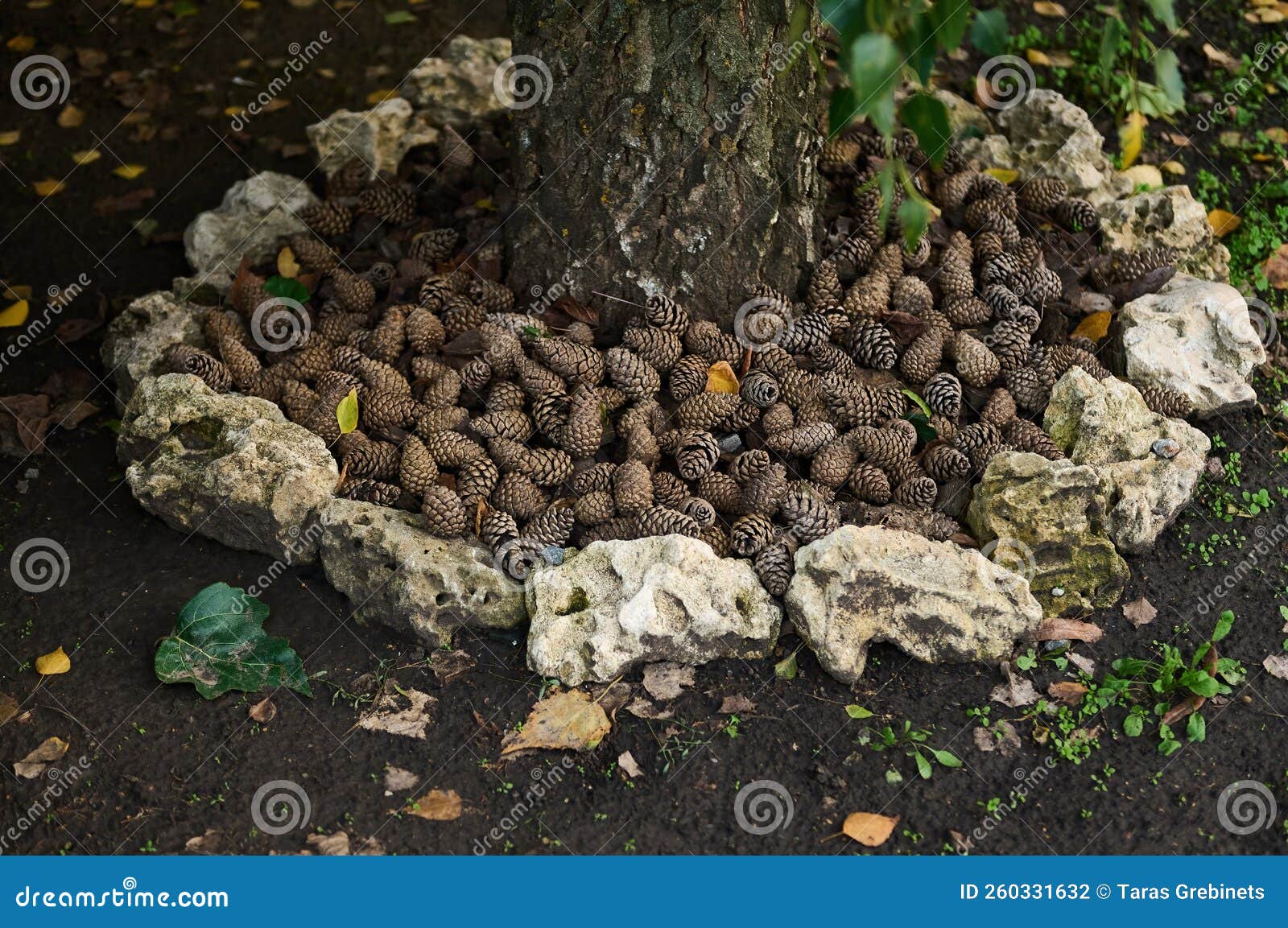 Decor is Made of Pine Cones and Stones at the Base of the Tree ...