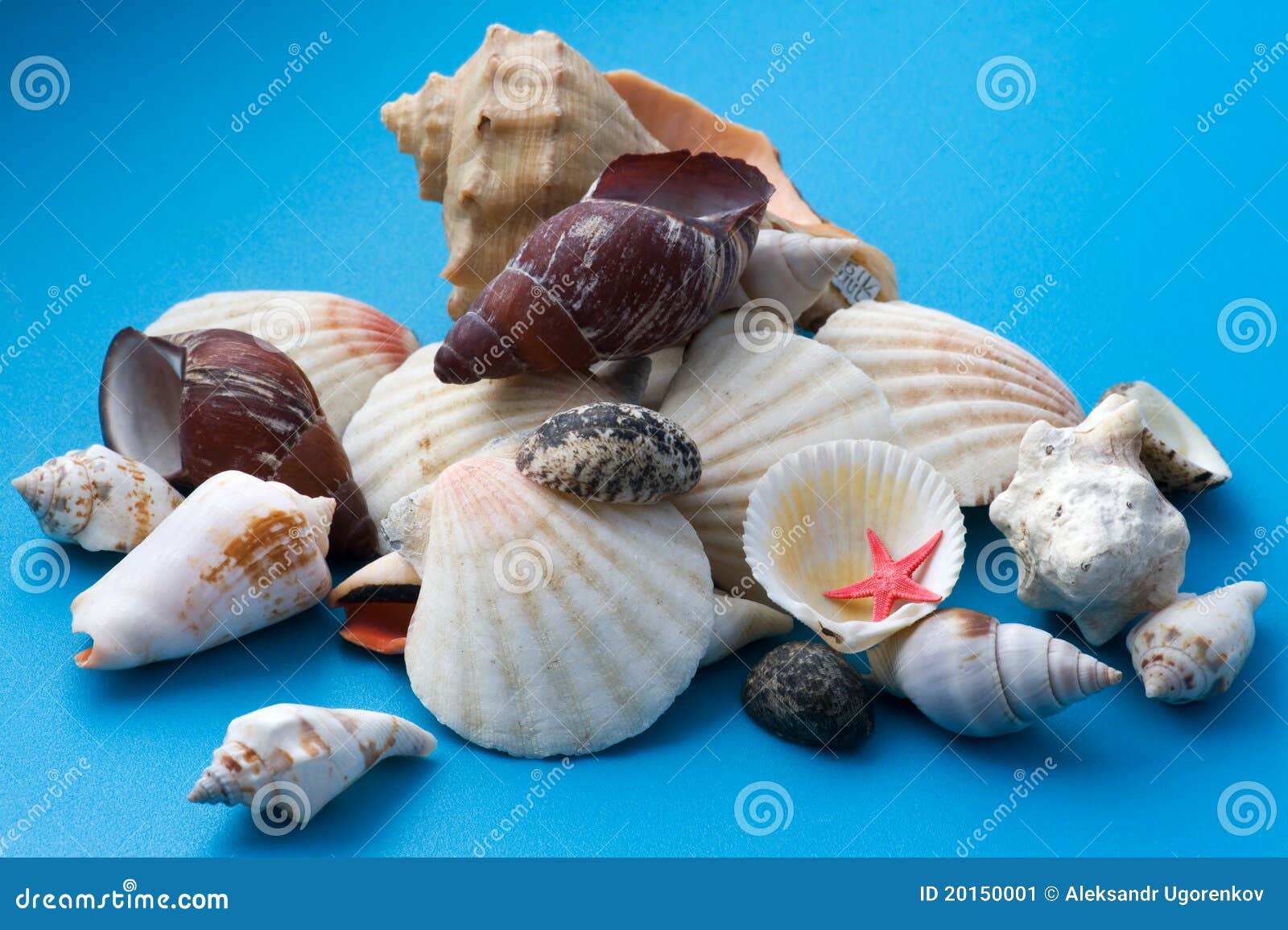Decor Seashell on Blue Close Up Stock Image - Image of nature, colorful ...