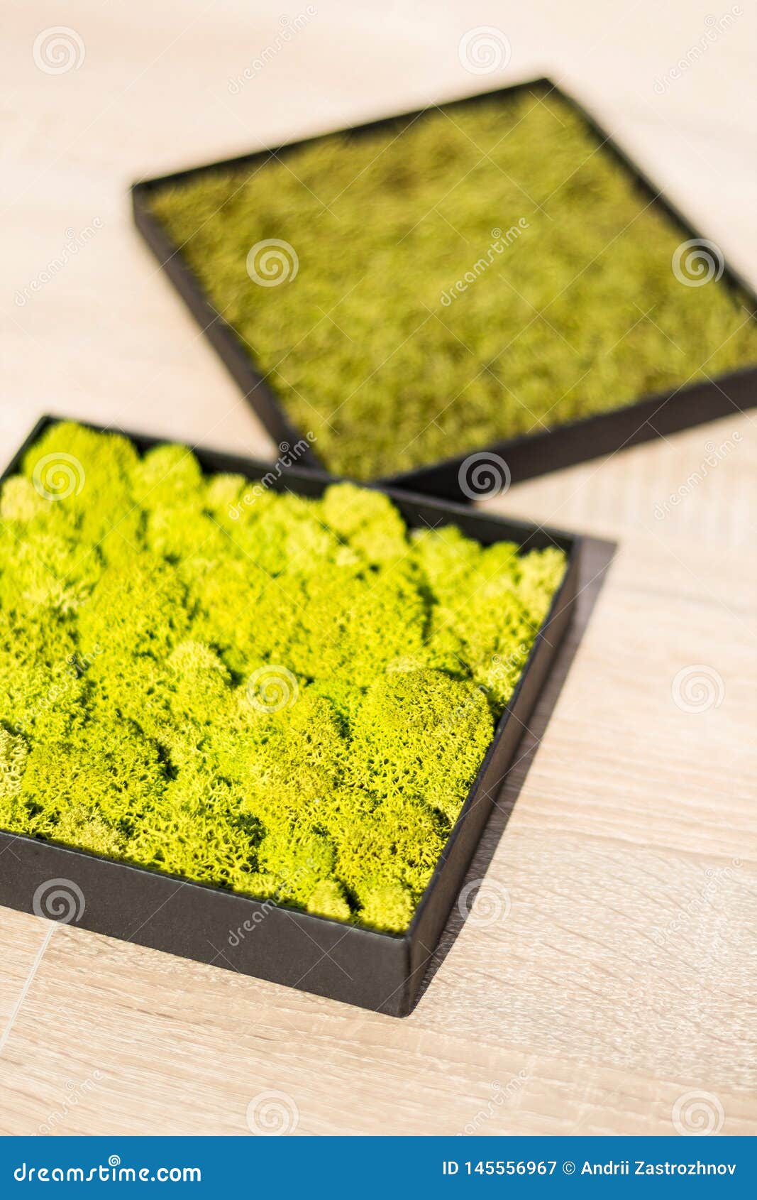 Decor on a Table of Deer Lichens Cladonia Rangiferina, a Model of the ...