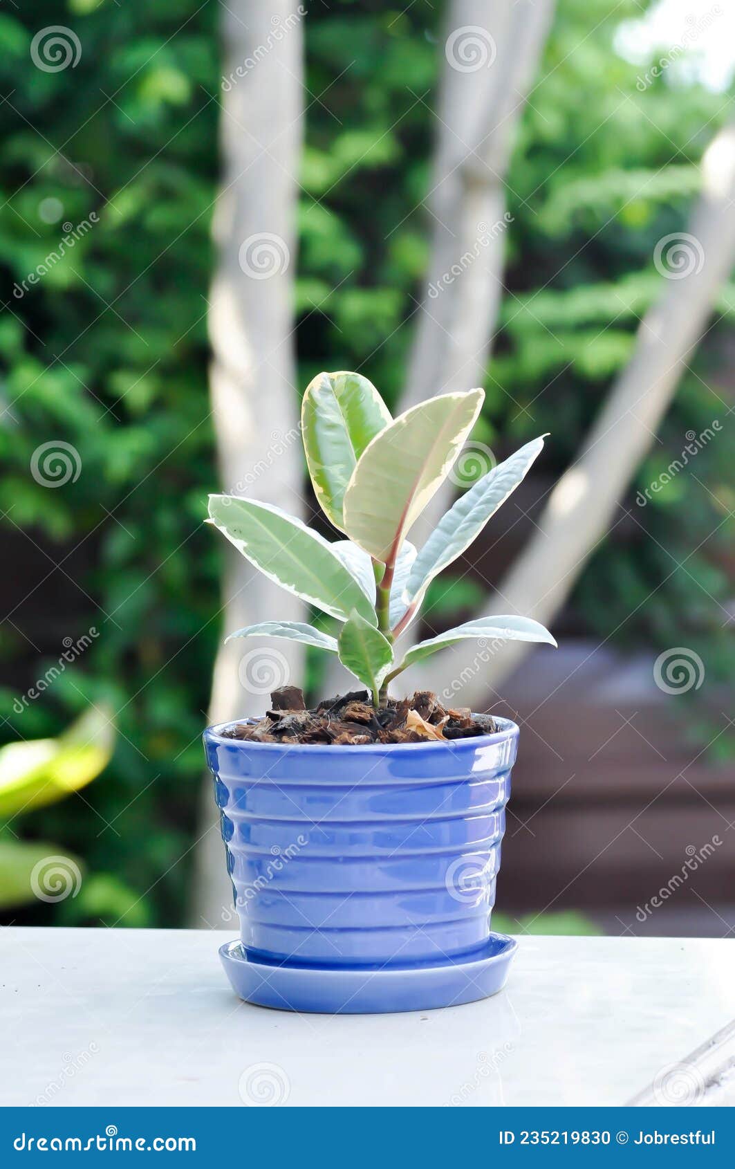 Decora Tree, Indian Rubber Tree or Rubber Plant or Variegated Indian ...