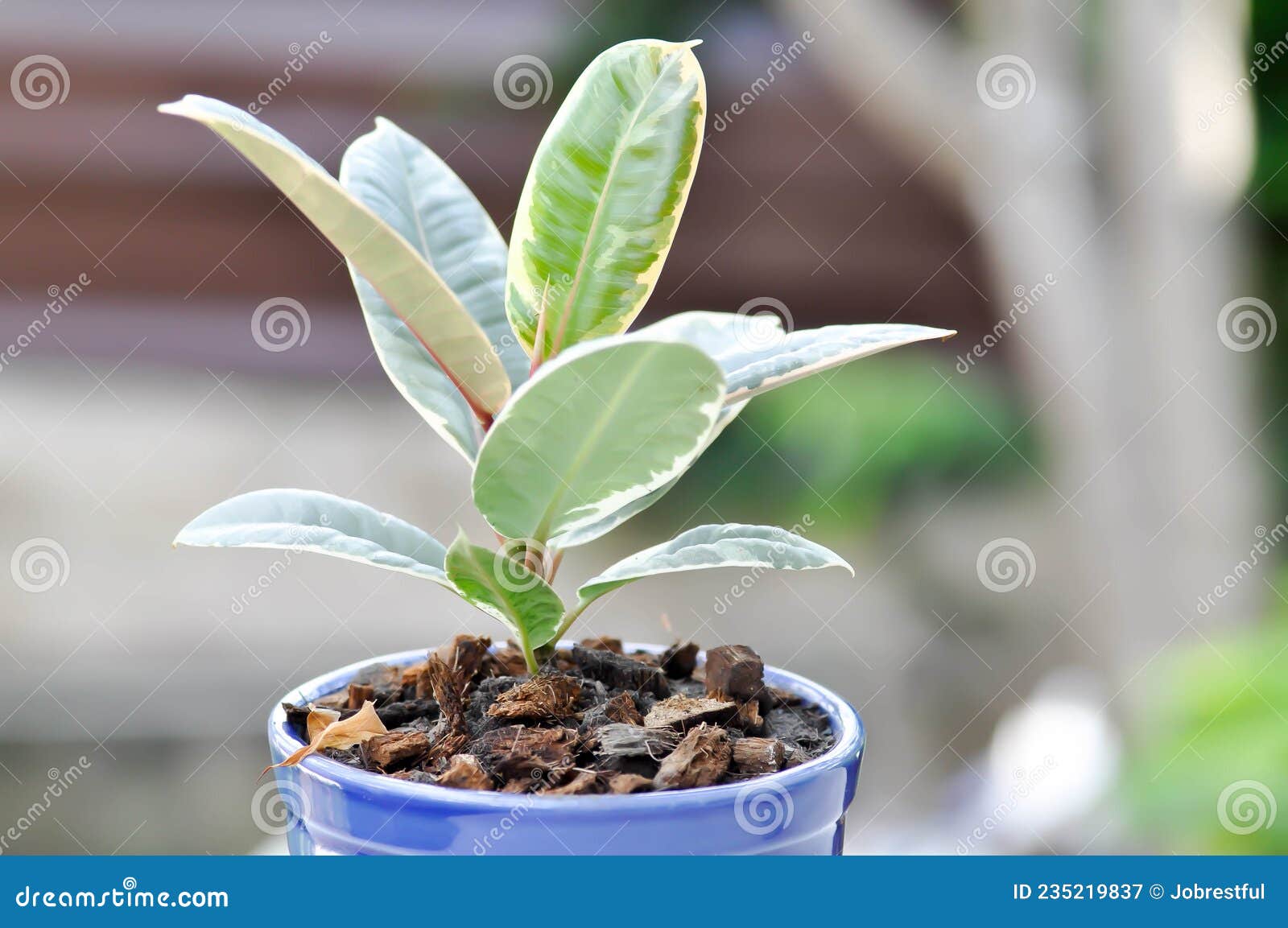 Decora Tree, Indian Rubber Tree or Rubber Plant or Variegated Indian ...