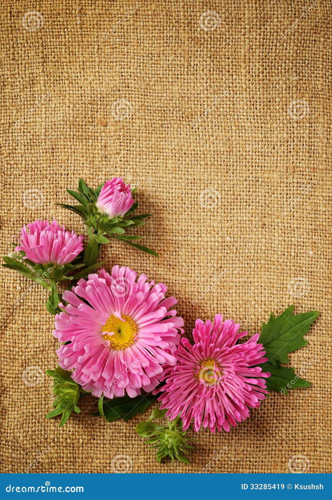 Decoración de los asteres imagen de archivo. Imagen de floral - 33285419