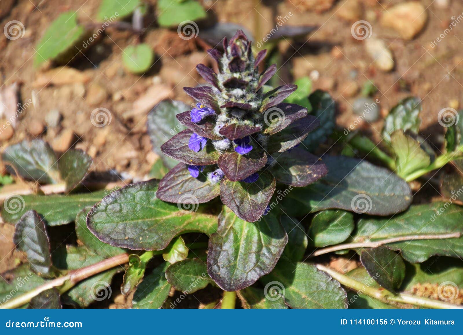 Ajuga stock photo. Image of green, blooming, bloom, decorate - 114100156