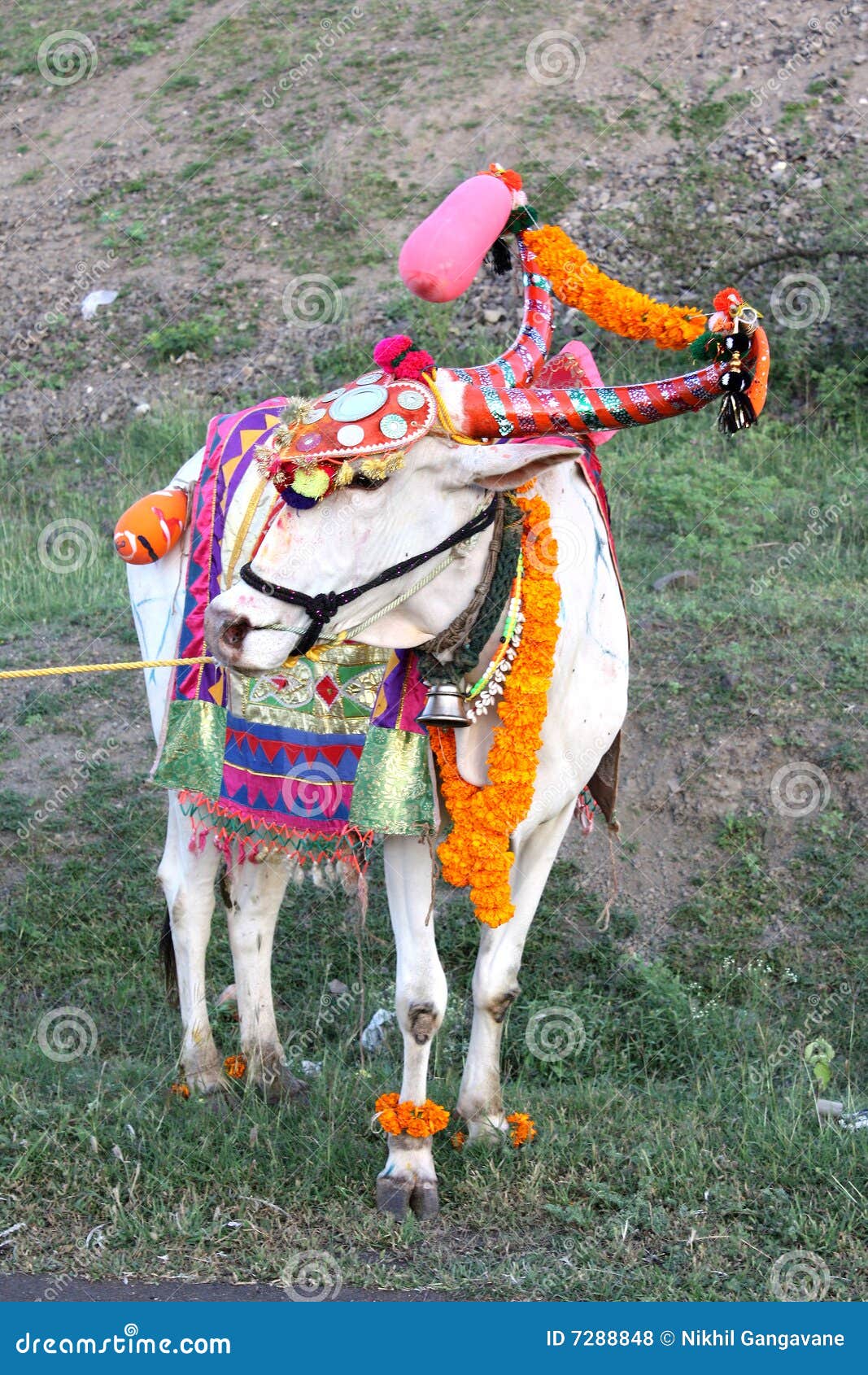 Decorated Bull stock photo. Image of colors, bull, rural - 7288848