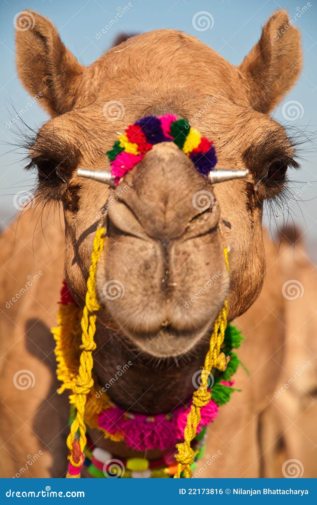 Camel Staring At Another Camel In The Desert. Royalty-Free Stock Photo ...