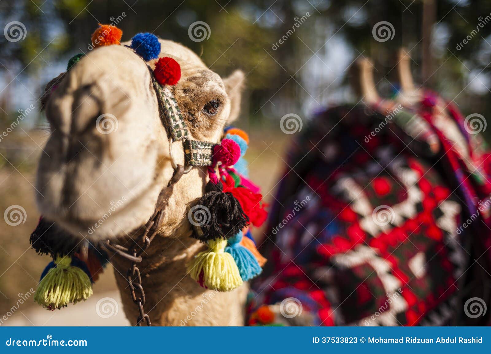 Decorated Camel stock image. Image of decorated, decoration - 37533823