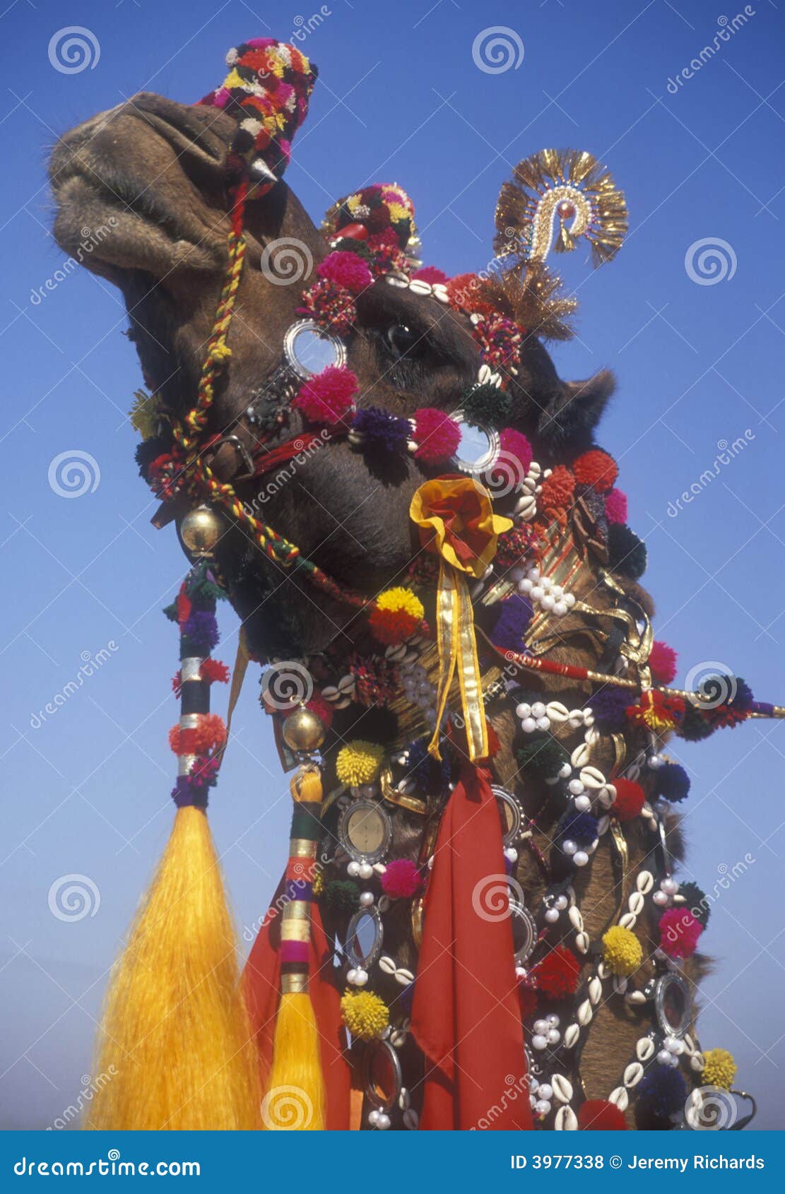 Decorated Camel stock photo. Image of camel, yellow, colorful - 3977338