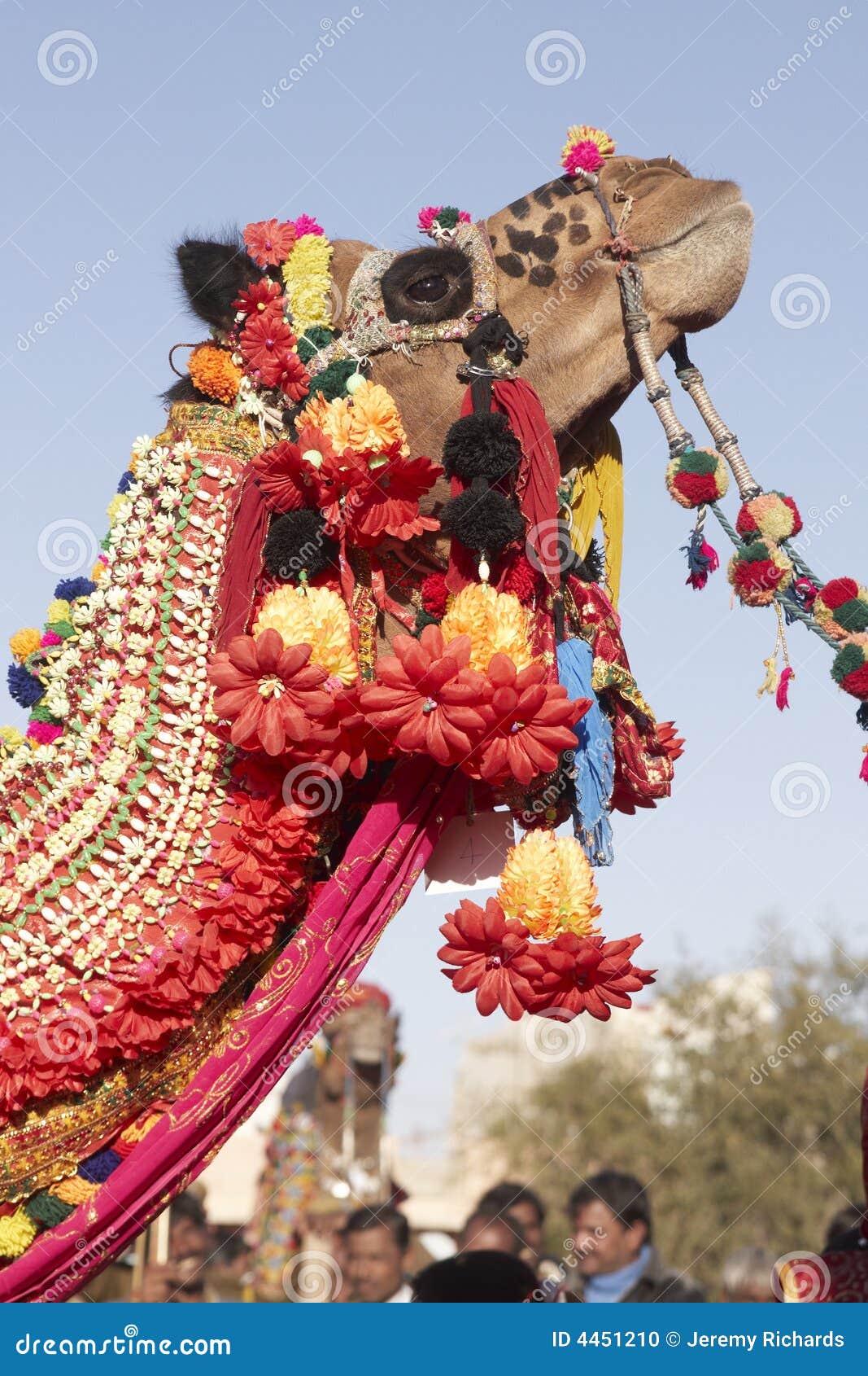 Decorated Camel stock photo. Image of rajasthan, india - 4451210