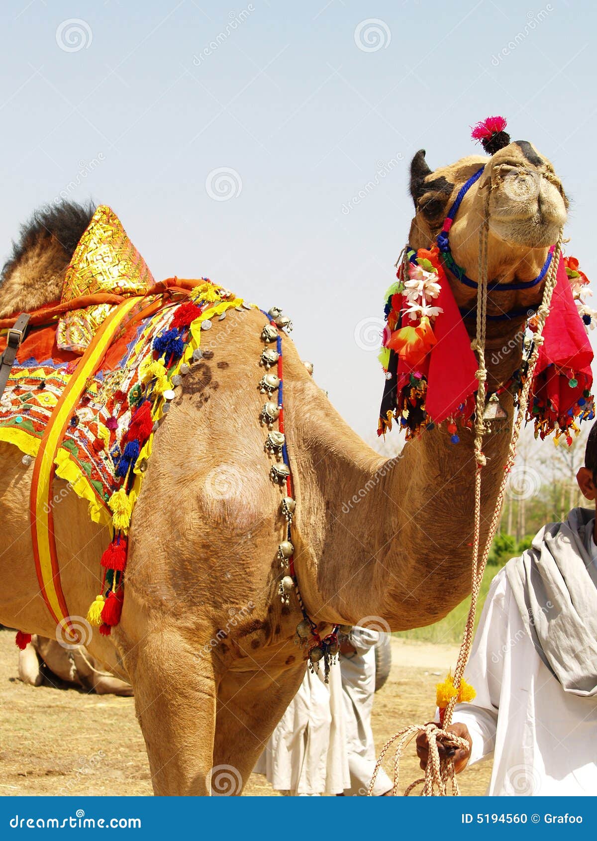 Decorated Camel stock photo. Image of decorated, garb - 5194560