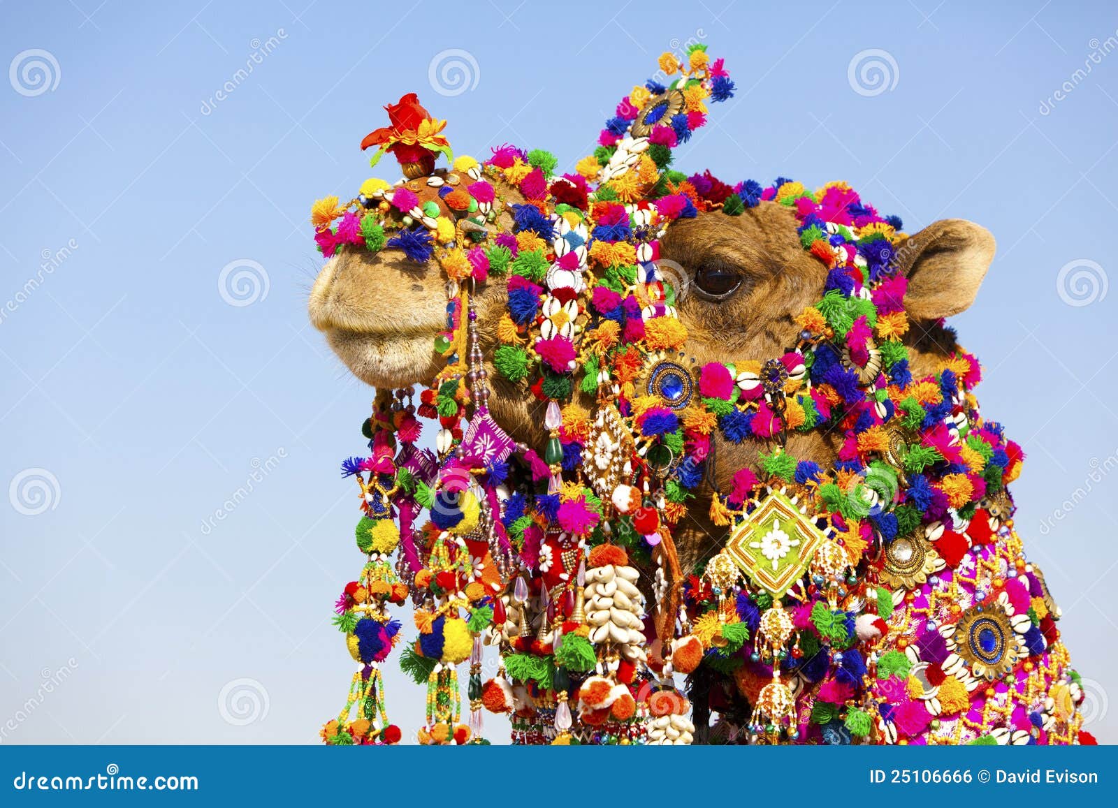Decorated Camel at Desert Festival Stock Photo - Image of beads, thar ...