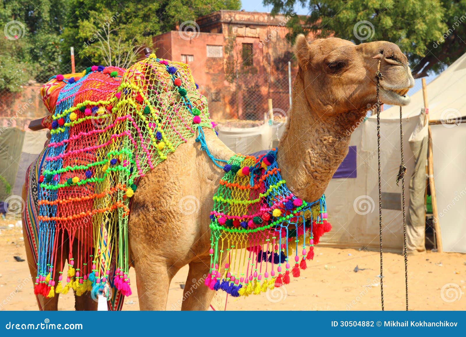 Decorated Camel Taking Part At Annual Pushkar Camel Mela Holiday ...