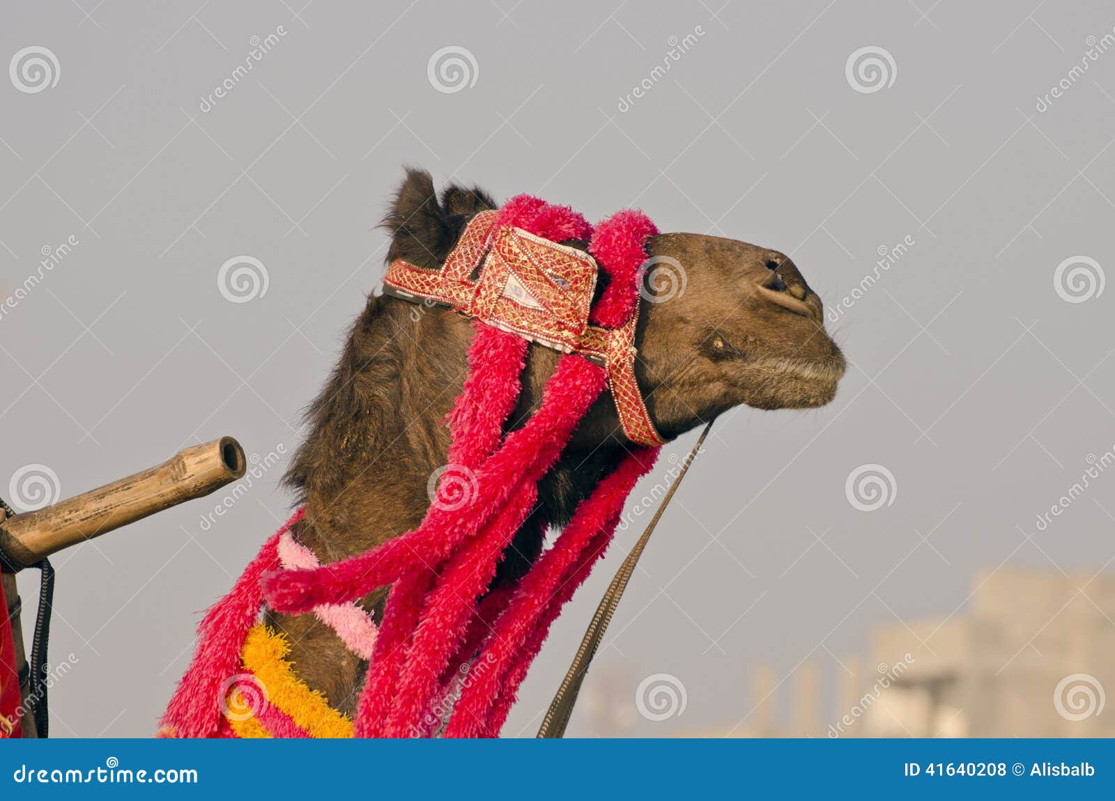 Decorated Camel Head in Asia Stock Photo - Image of travel, blue: 41640208