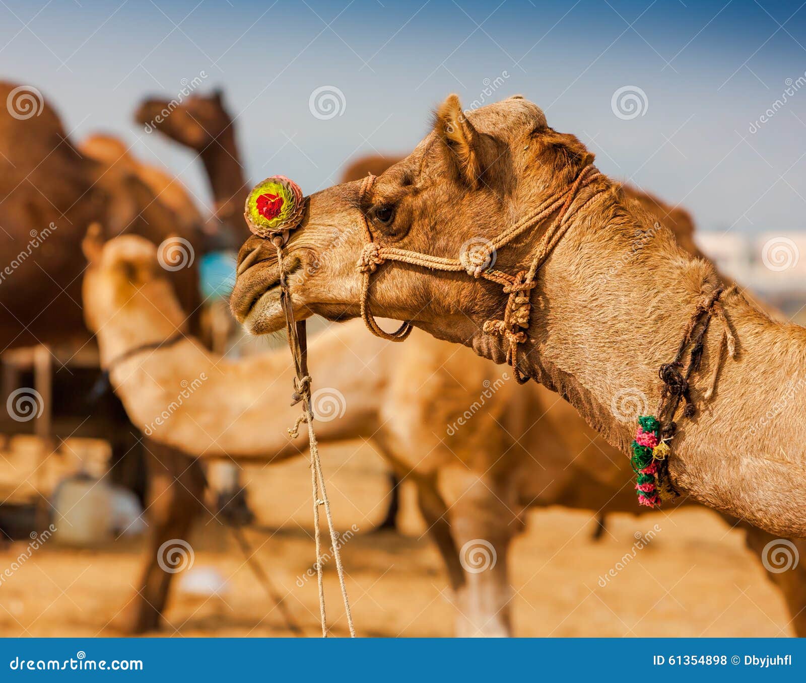 Decorated Camel Taking Part At Annual Pushkar Camel Mela Holiday ...