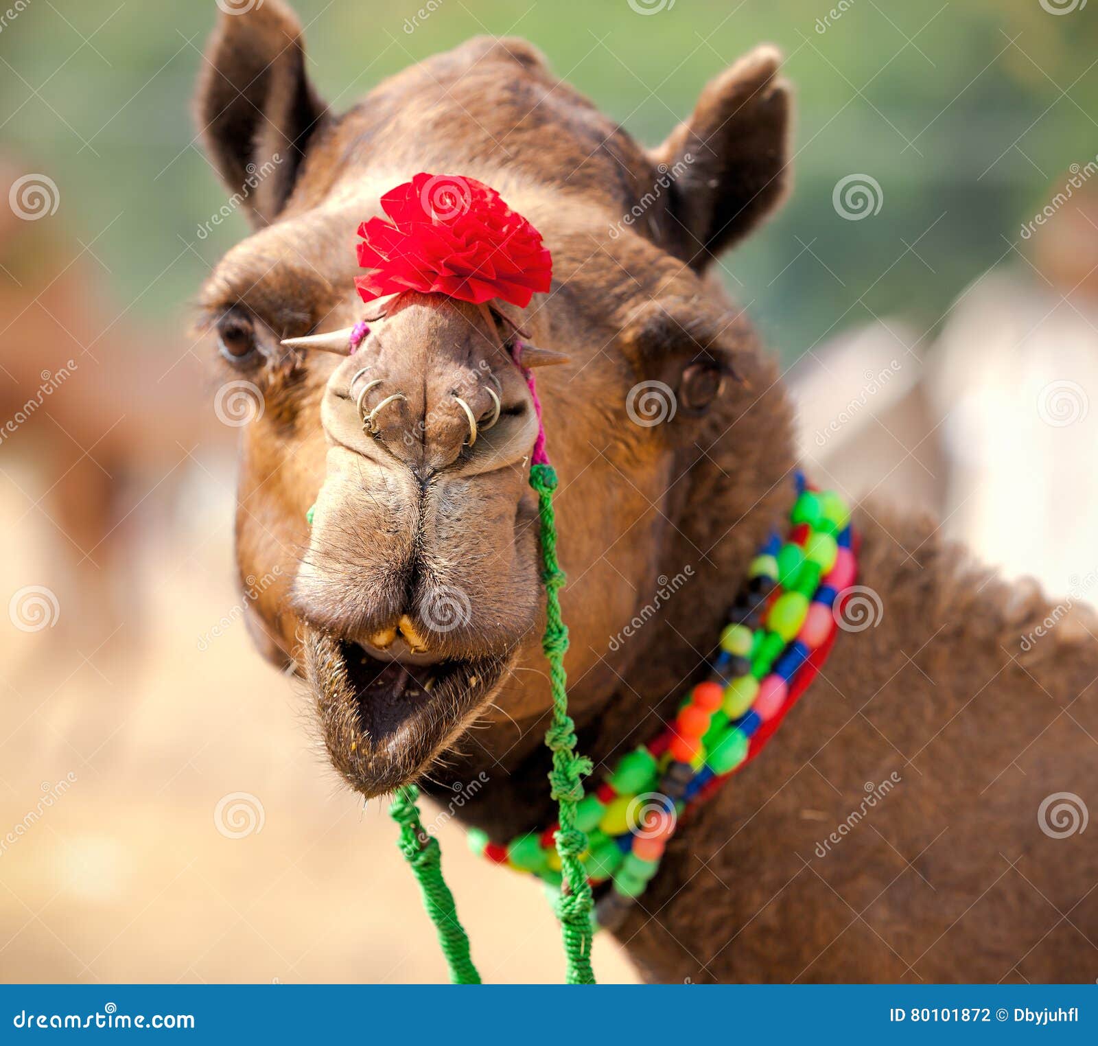 Decorated Camel Stock Images - Download 1,366 Royalty Free Photos - Page 3