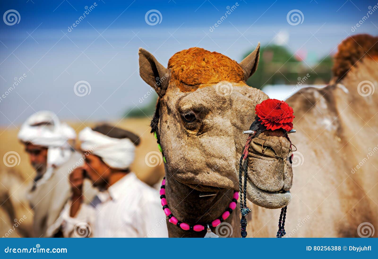 Decorated Camel at the Pushkar Fair. Rajasthan, India Stock Photo ...