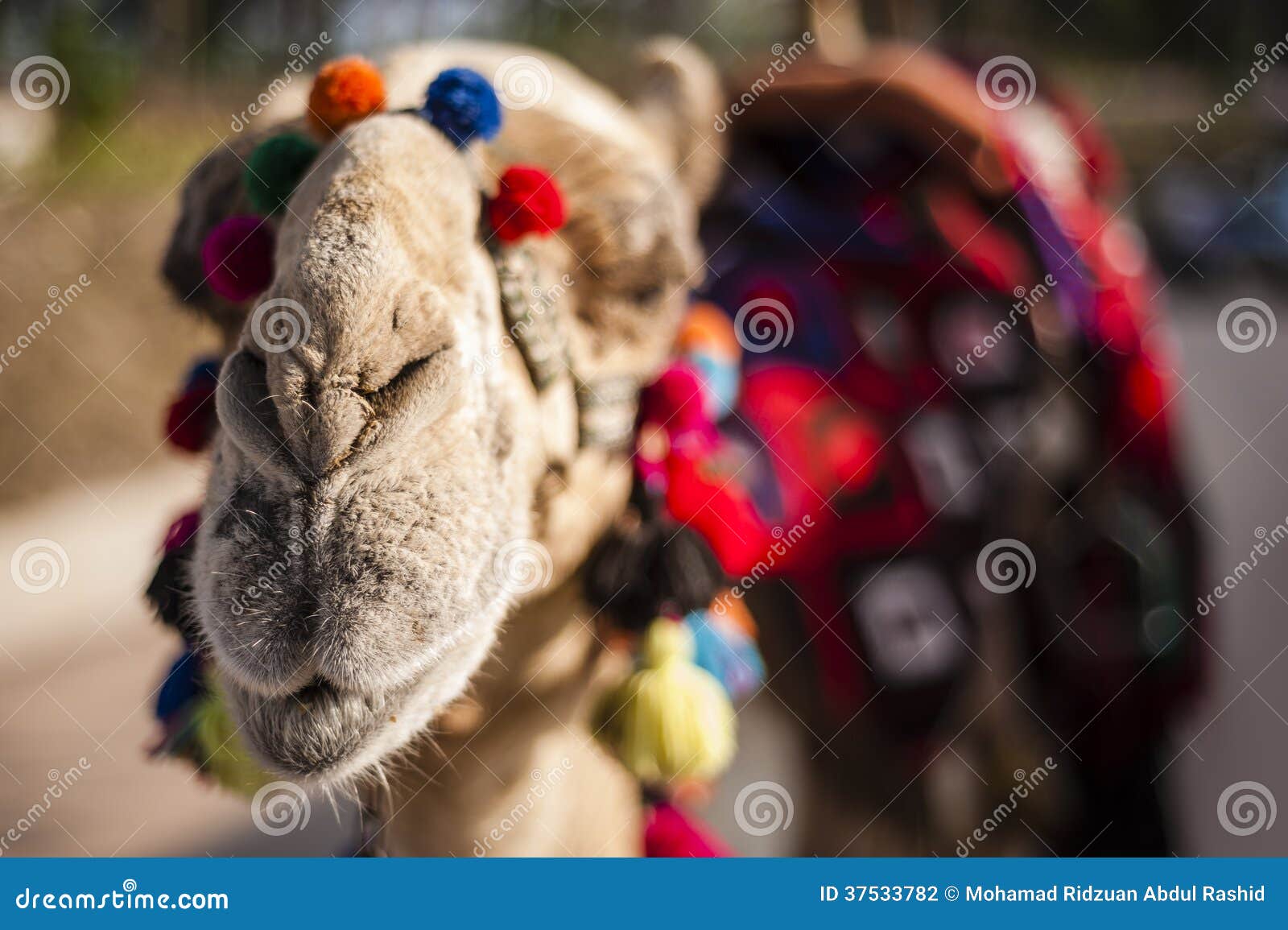 Decorated Camel stock photo. Image of strings, colourful - 37533782