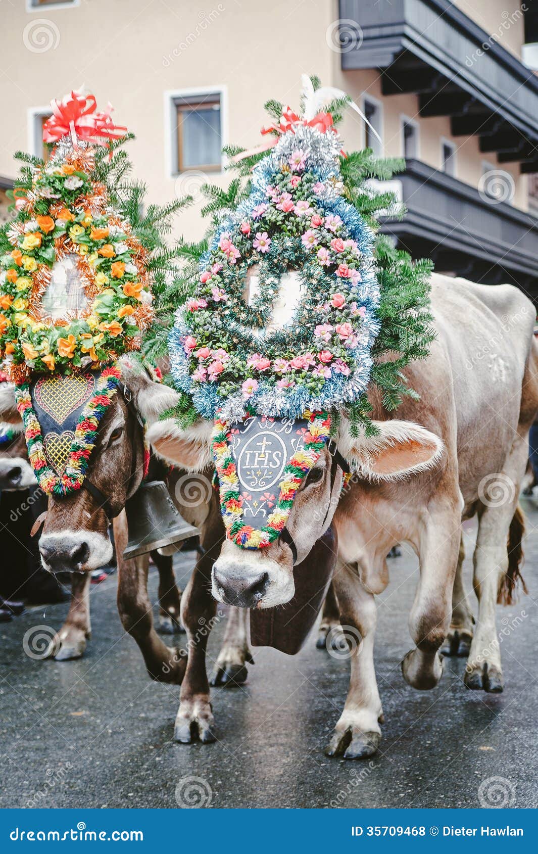 Decorated Cows in Austria stock photo. Image of agriculture - 35709468