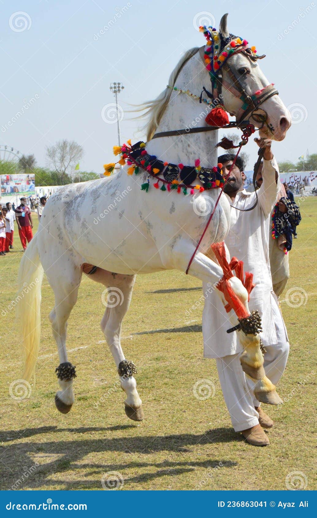 Dancing Horse Editorial Photo | CartoonDealer.com #66822497