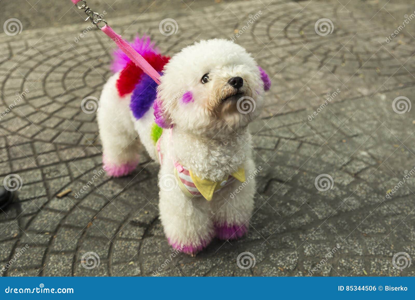 Decorated dog stock photo. Image of decorated, bichon - 85344506