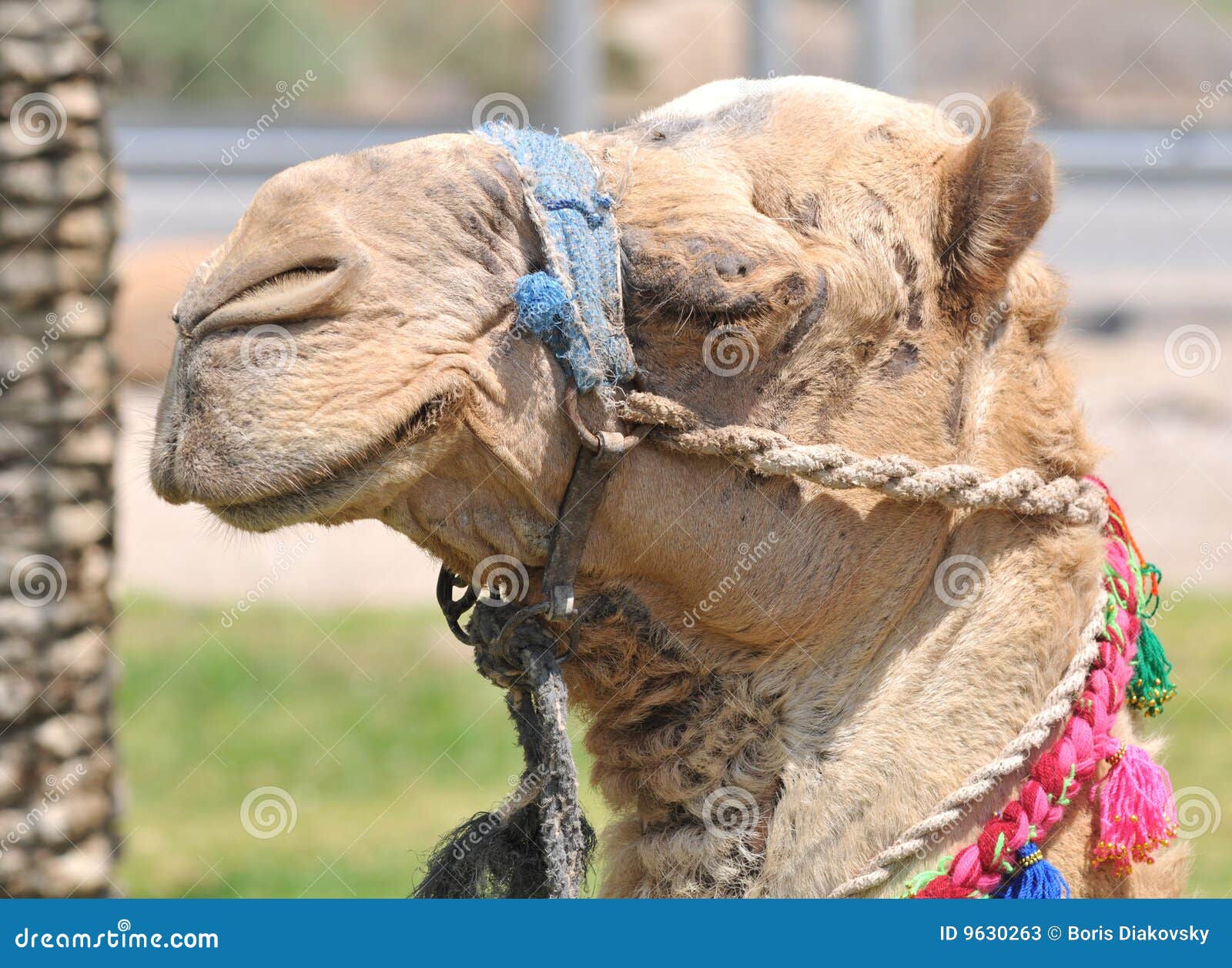 Decorated Dromedary Camel Head Stock Image - Image of hair, israel: 9630263