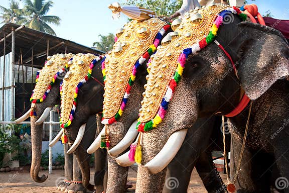Decorated Elephants for Parade Stock Photo - Image of beating, festival ...