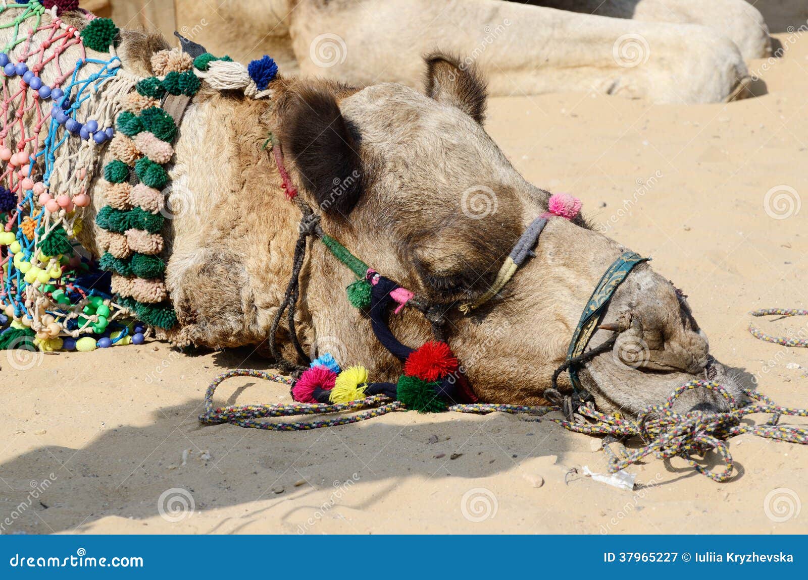 Decorated Head of Tribal Nomad Camel,Rajasthan,India Stock Image ...