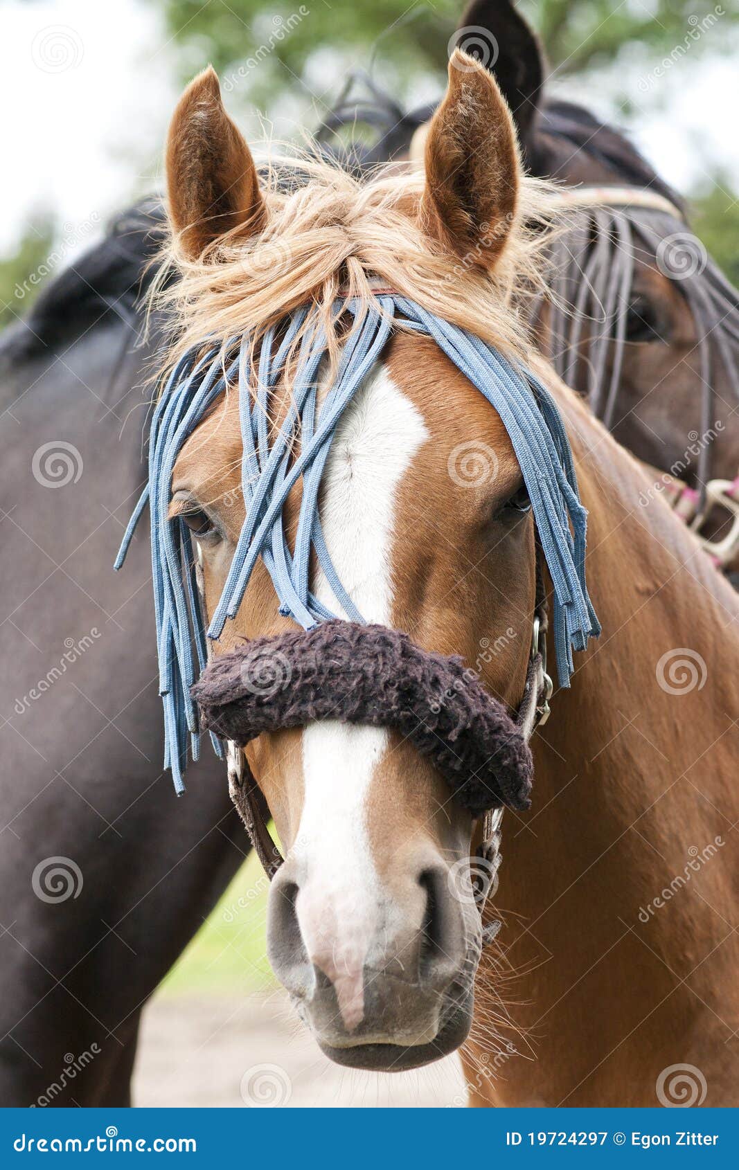 Decorated horse stock image. Image of pair, jumping, stallion - 19724297