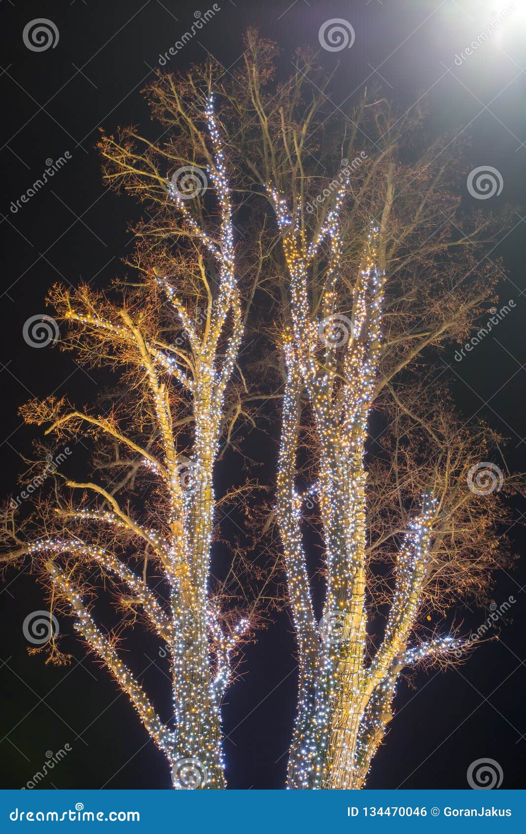 Decorated Illuminating Tree Stock Photo - Image of branch, ornate ...