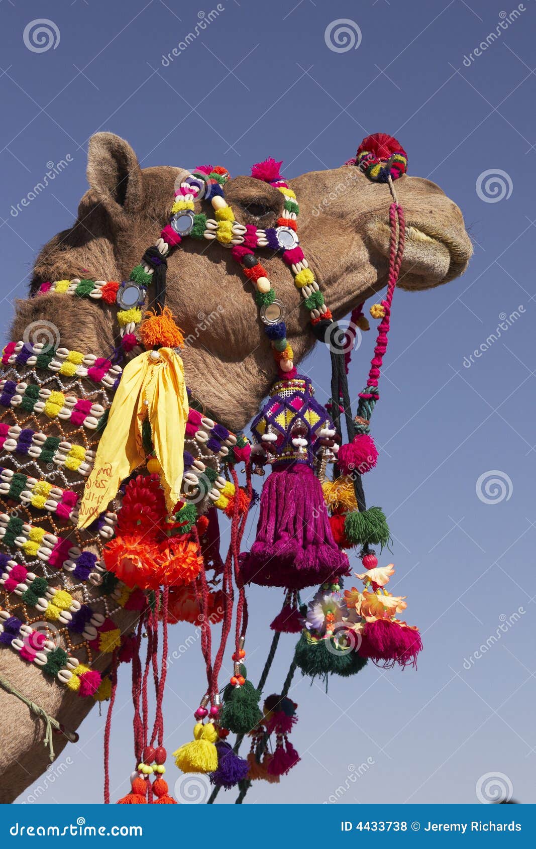 Decorated Indian Camel stock photo. Image of jaisalmer - 4433738