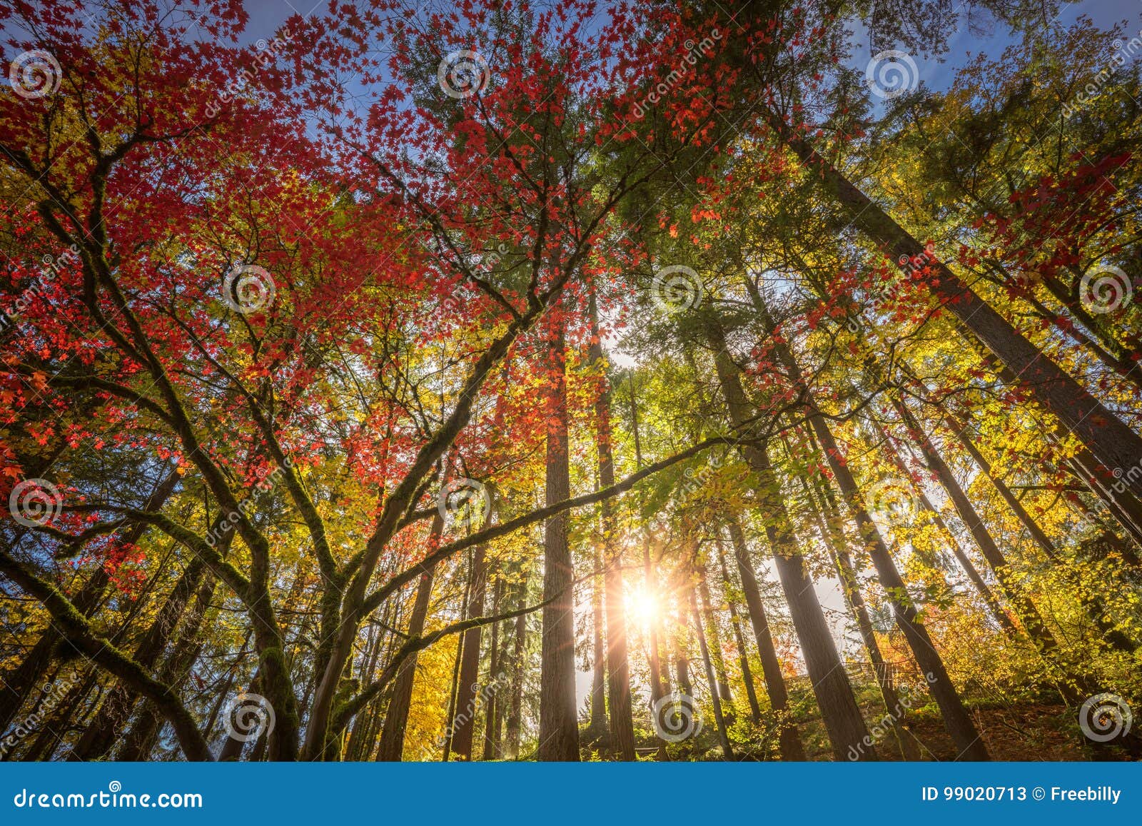 Decorated by Japanese Maple Stock Image - Image of nature, japanese ...
