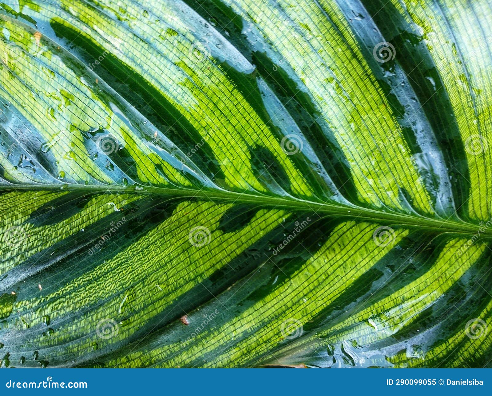 Decorated Leaf Surface and Texture Stock Image - Image of nature, plant ...