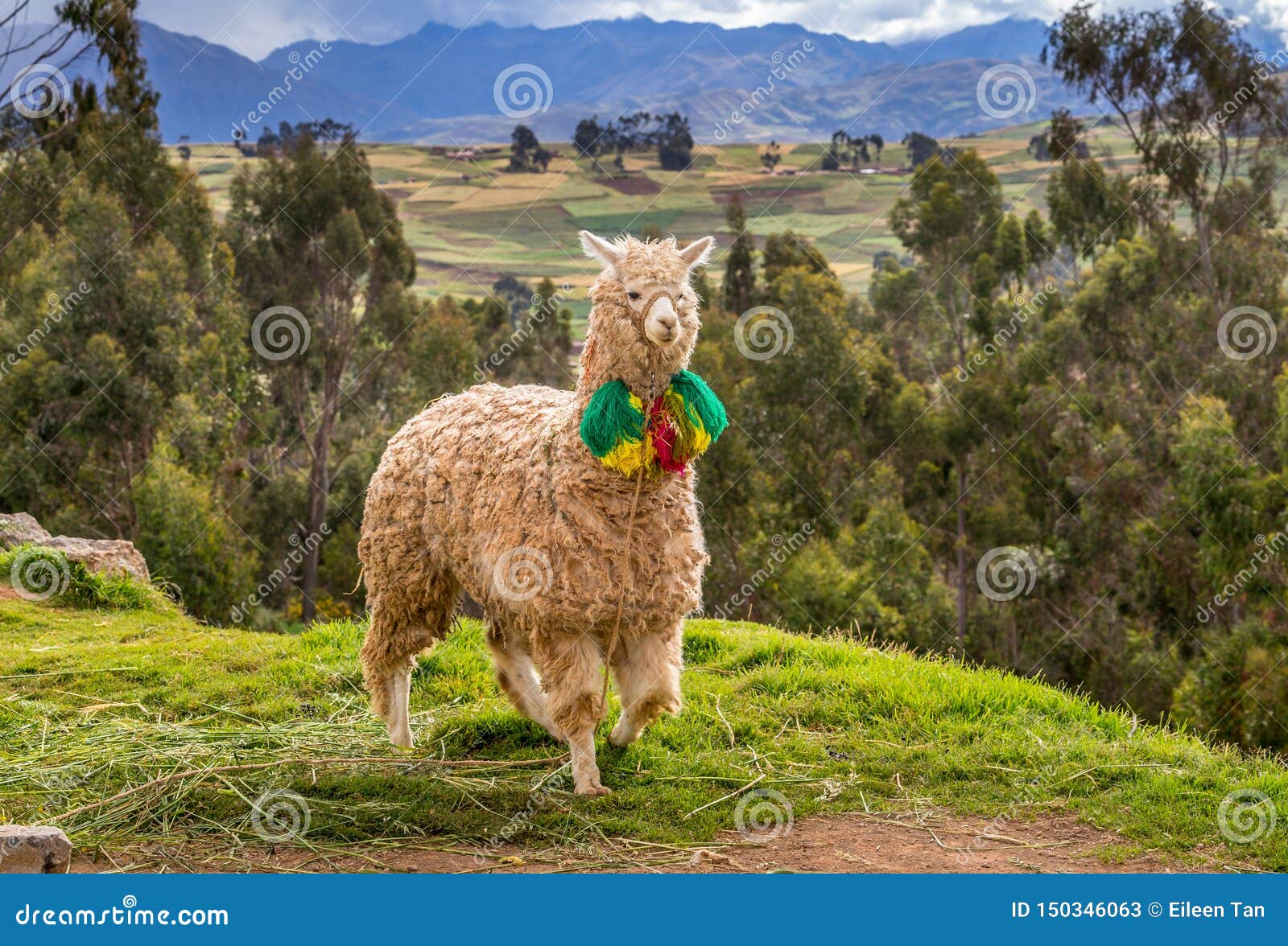Decorated Llama Standing on Side Road Stock Image - Image of machu ...