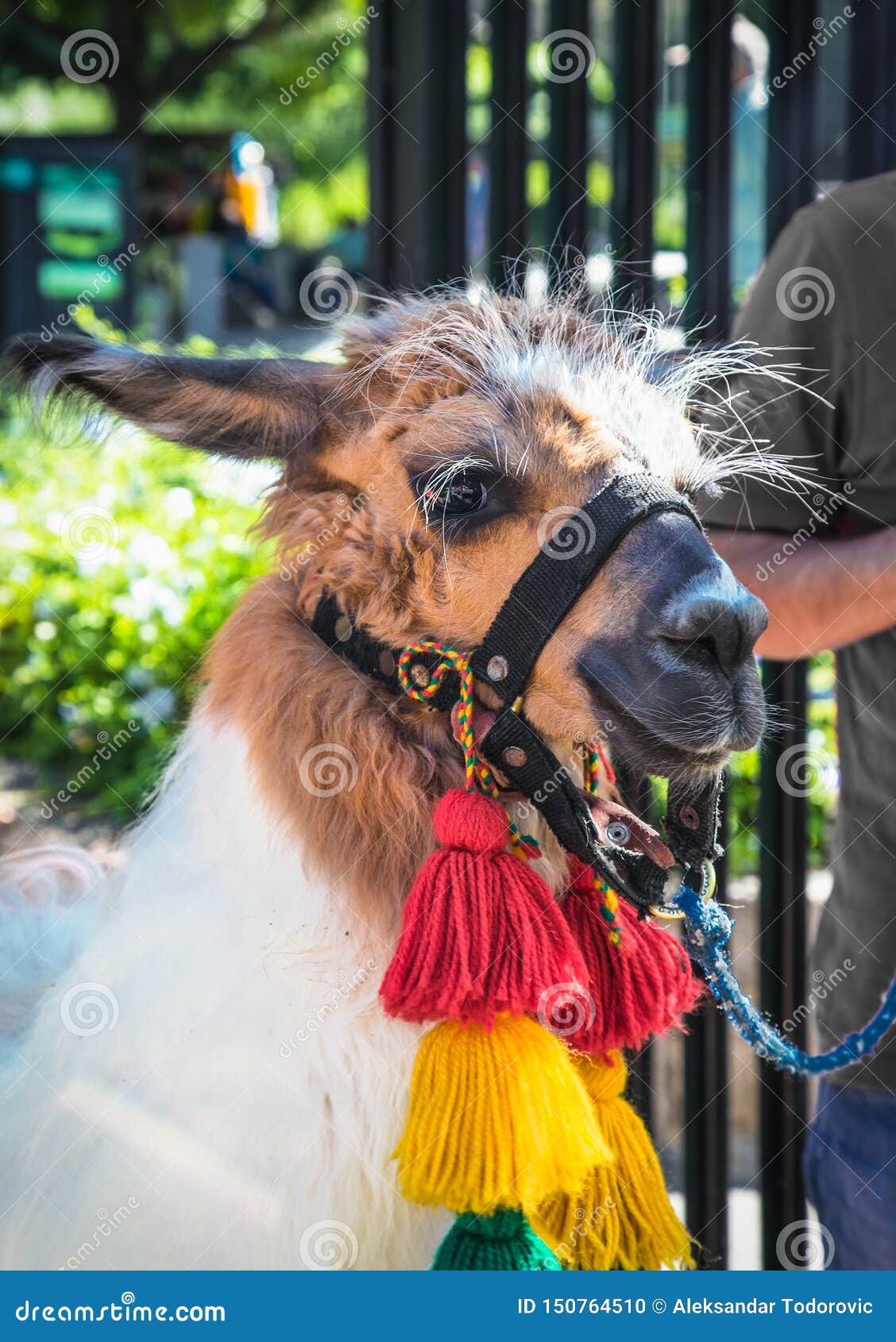 Decorated Llama on the Street of Santiago,Chile Stock Photo - Image of ...