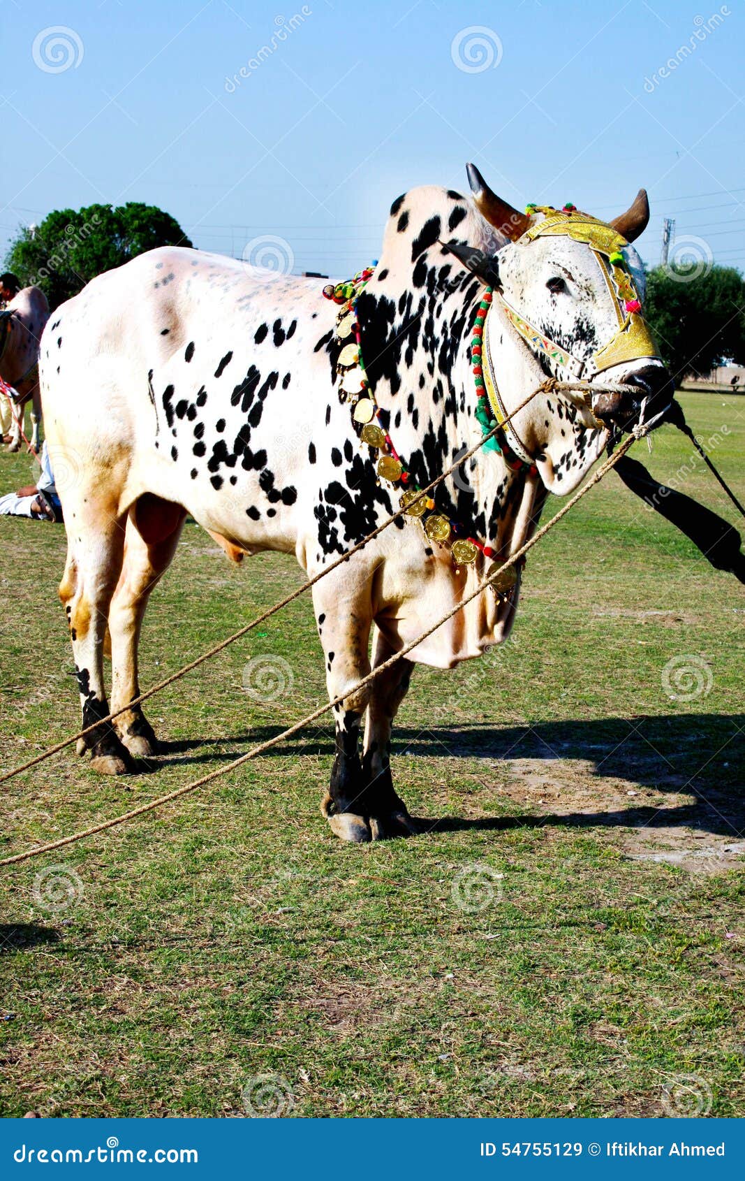 Decorated Ox editorial stock image. Image of punjab, seller - 54755129