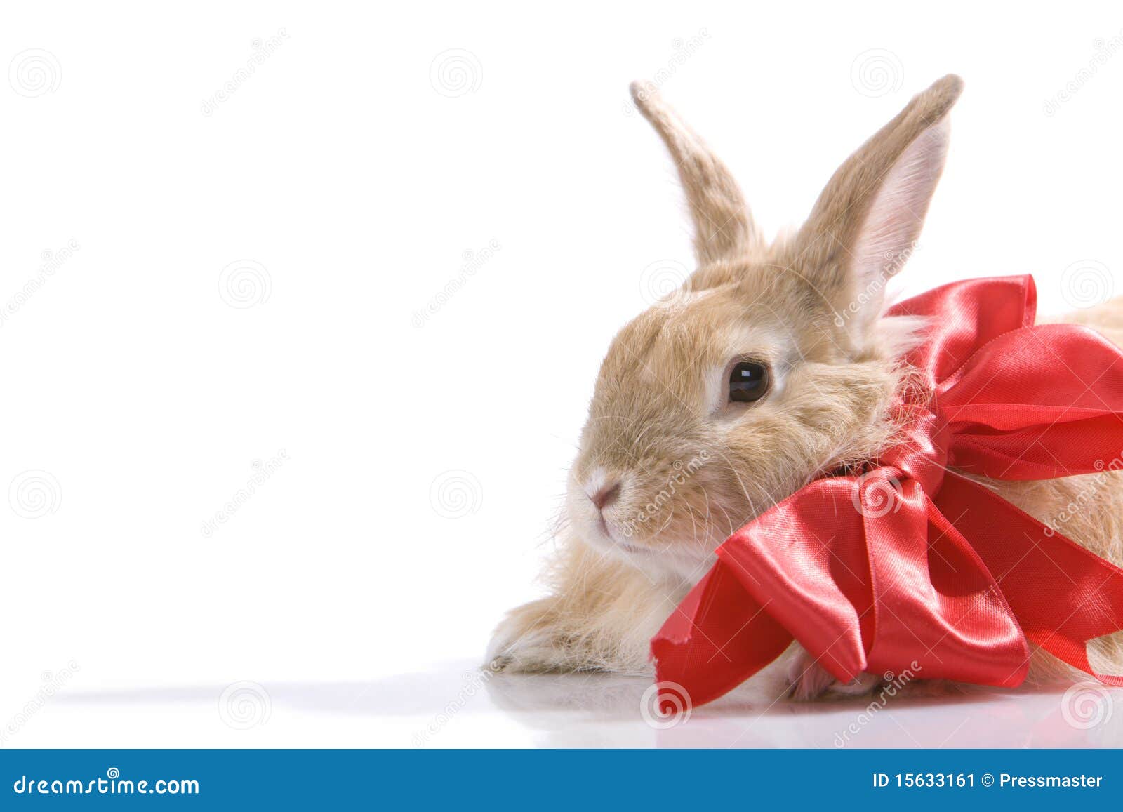 Decorated rabbit stock image. Image of cuddly, knot, fuzzy - 15633161