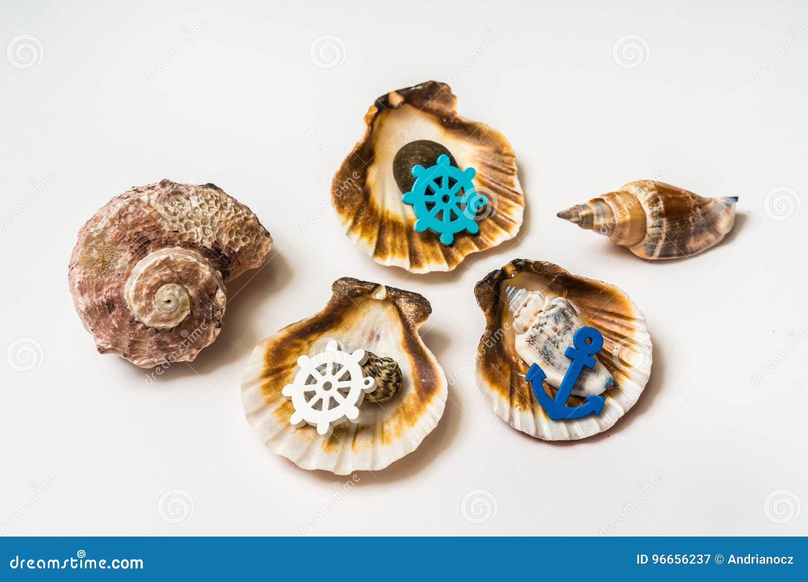 Decorated Sea Shells with Marine Wheel and Anchor Stock Image - Image ...