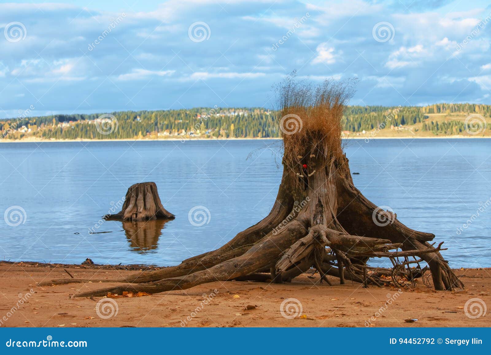 Decorated Stump on River Coast Stock Photo - Image of environment, aged ...