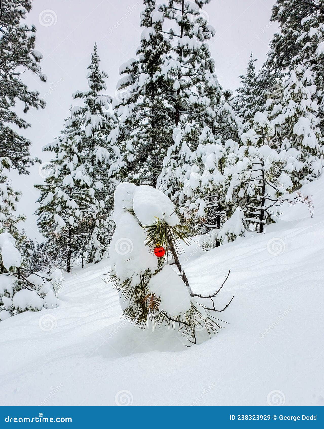 Decorated Tiny Spruce Tree in the Cascade Mountains Stock Image - Image ...