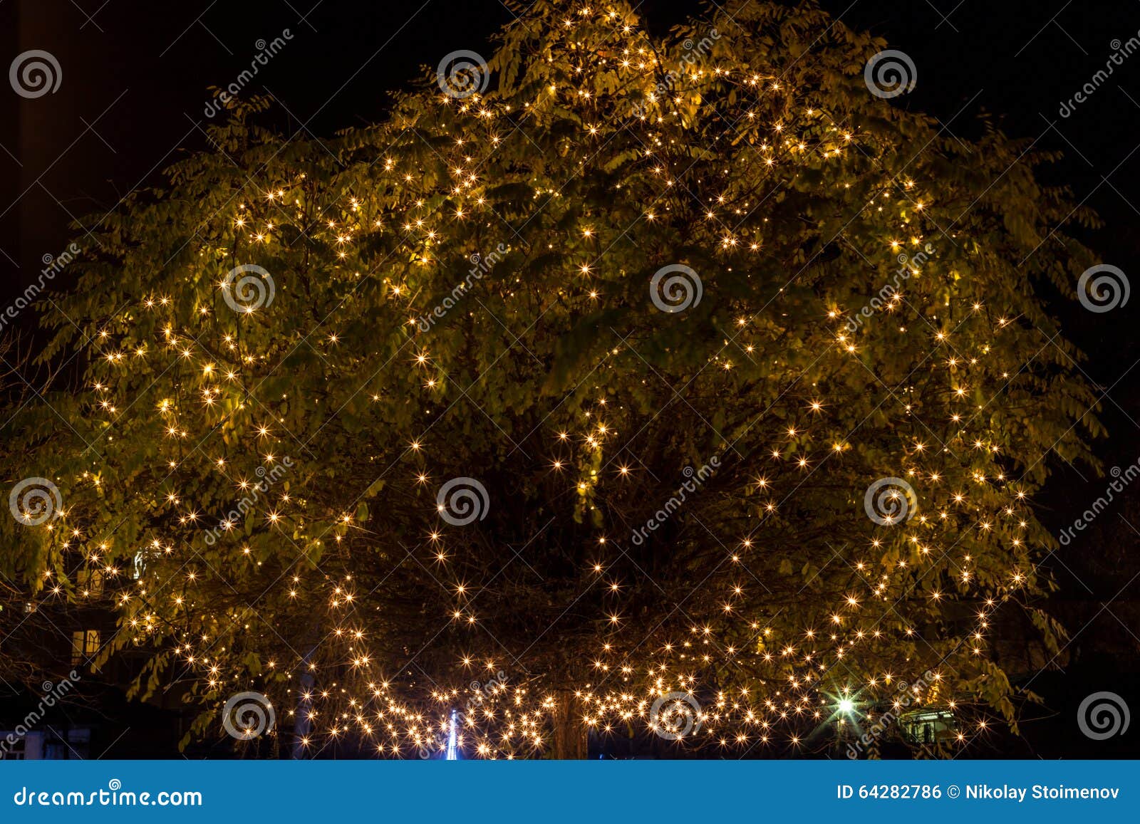 Decorated tree crown stock photo. Image of tbranch, tree - 64282786