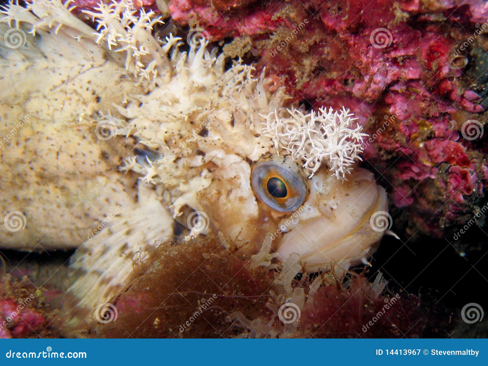 Decorated Warbonnet Fish Staring at Camera Stock Image - Image of ...