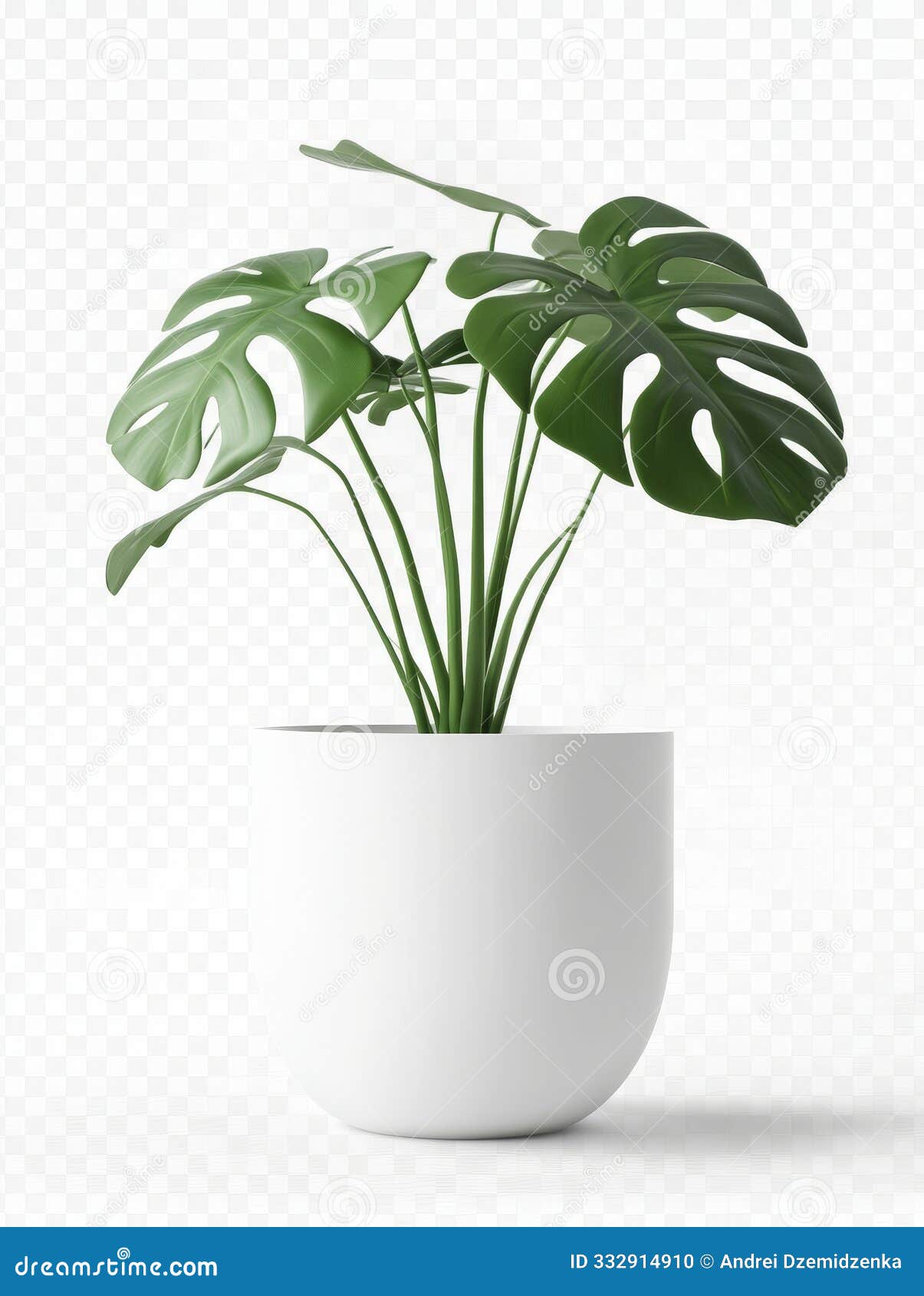For Decoration, Cut Out of an Isolated Monstera Plant Stock Photo ...