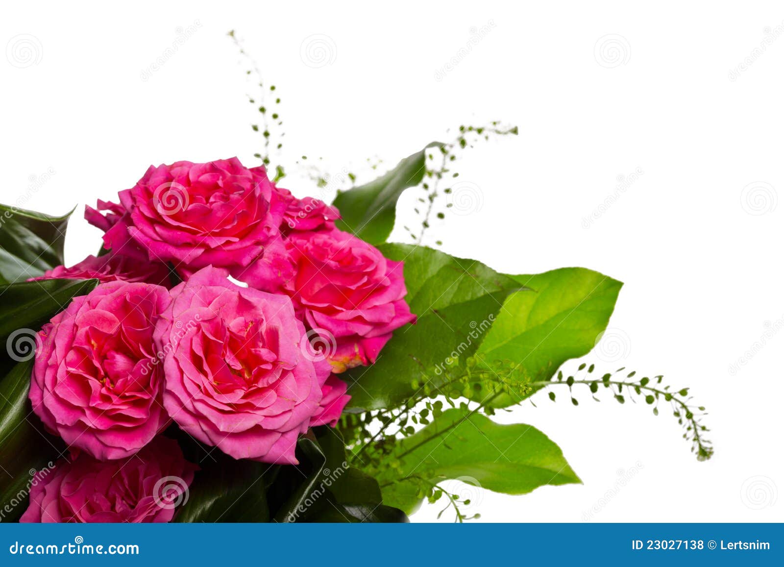 Decoration for Greeting Card from the Pink Roses Stock Photo - Image of ...