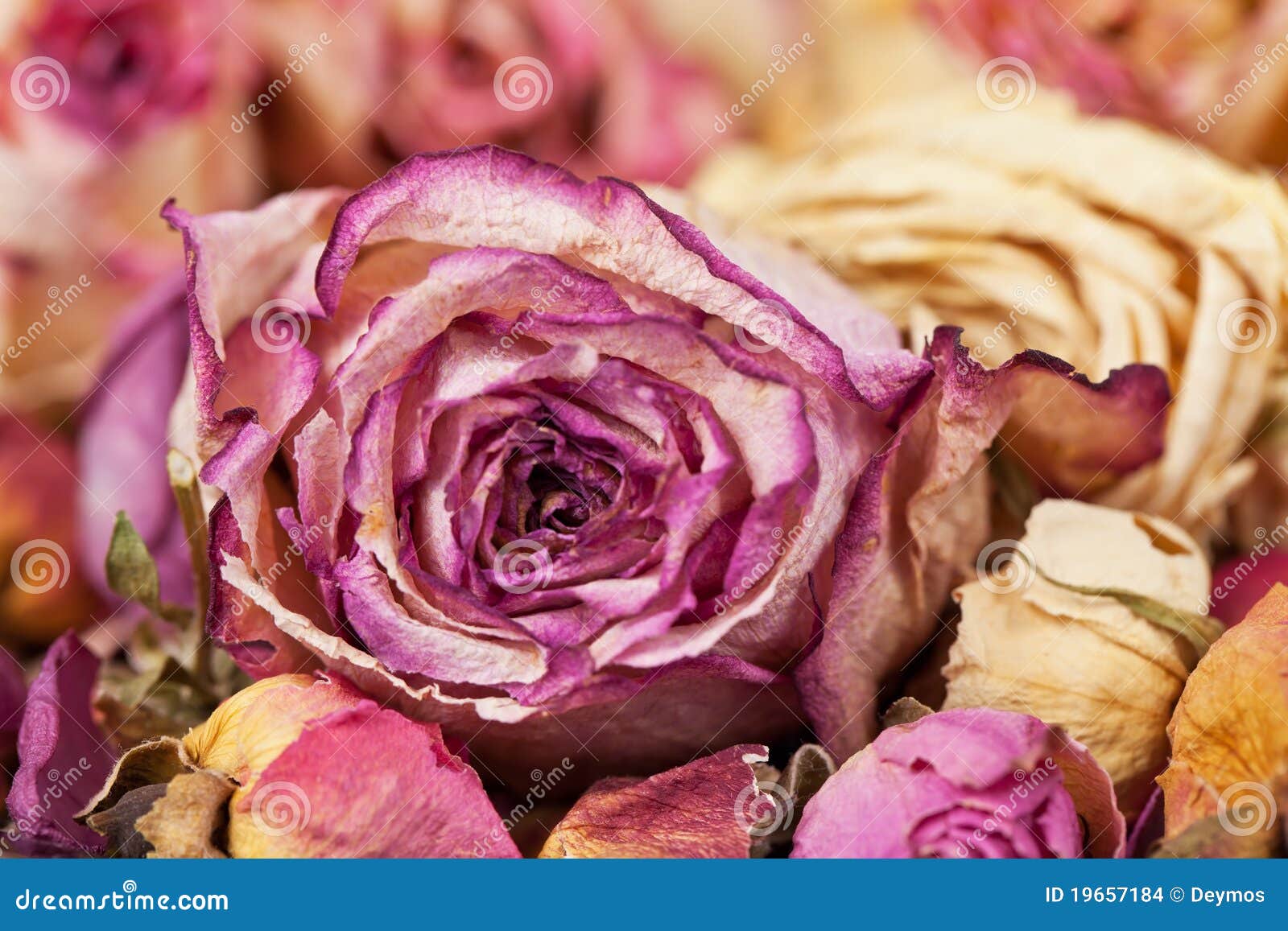 Decoration Made of Dried Roses Stock Photo - Image of closeup, flower ...