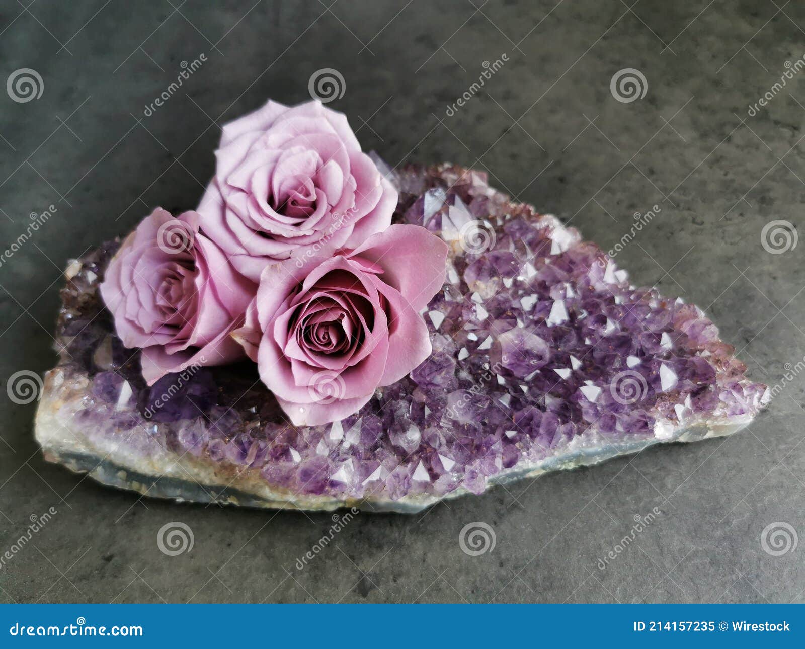 Amethyst Purple Roses Flower Stock Photos - Free & Royalty-Free Stock ...